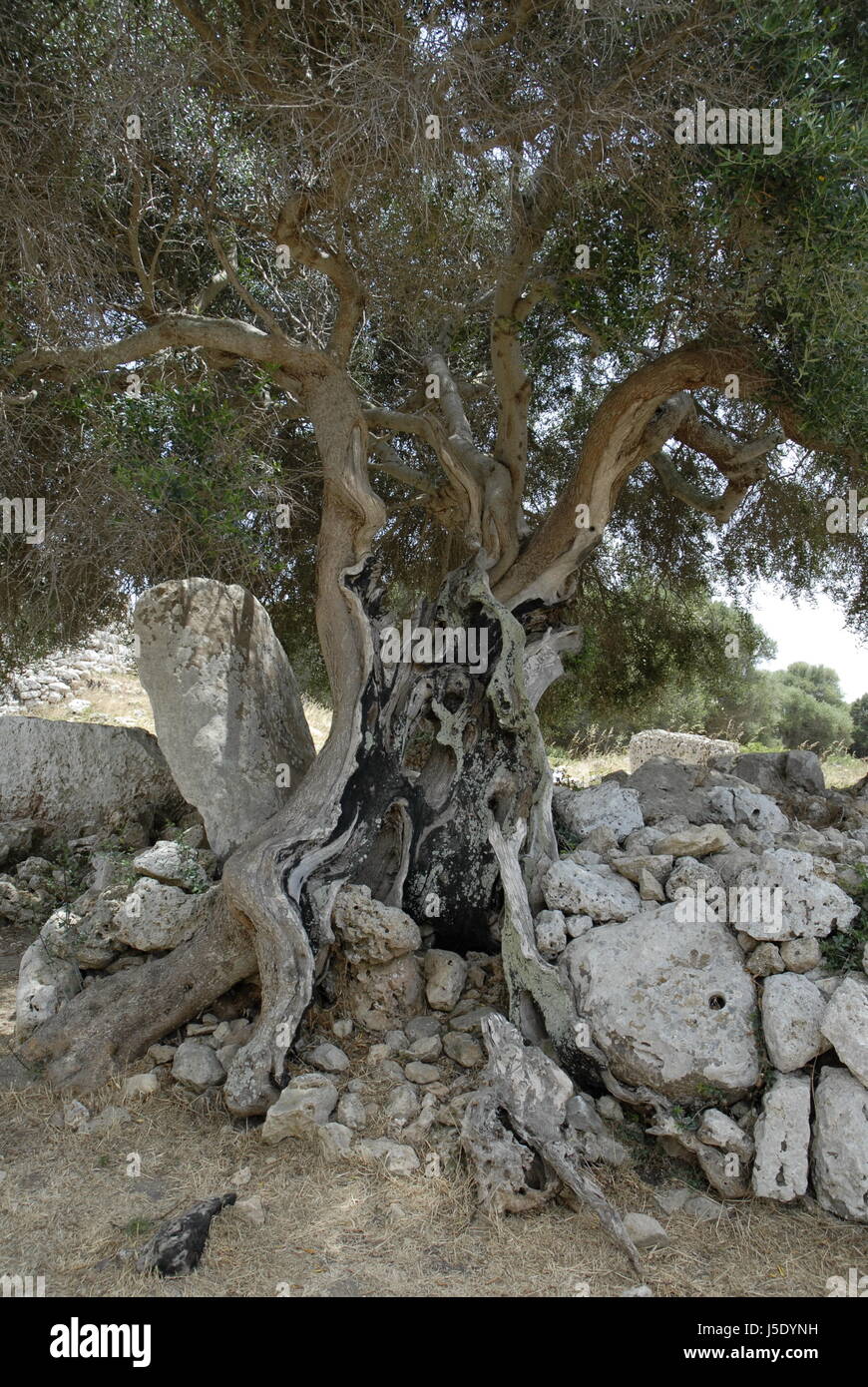 tree with life experience Stock Photo - Alamy