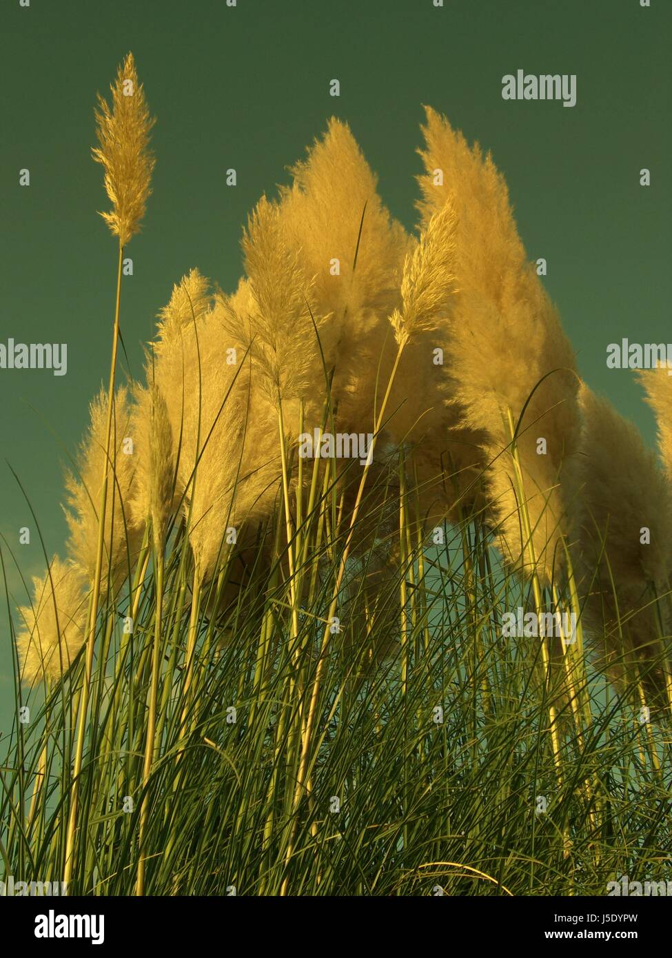 Green feather duster hi-res stock photography and images - Alamy