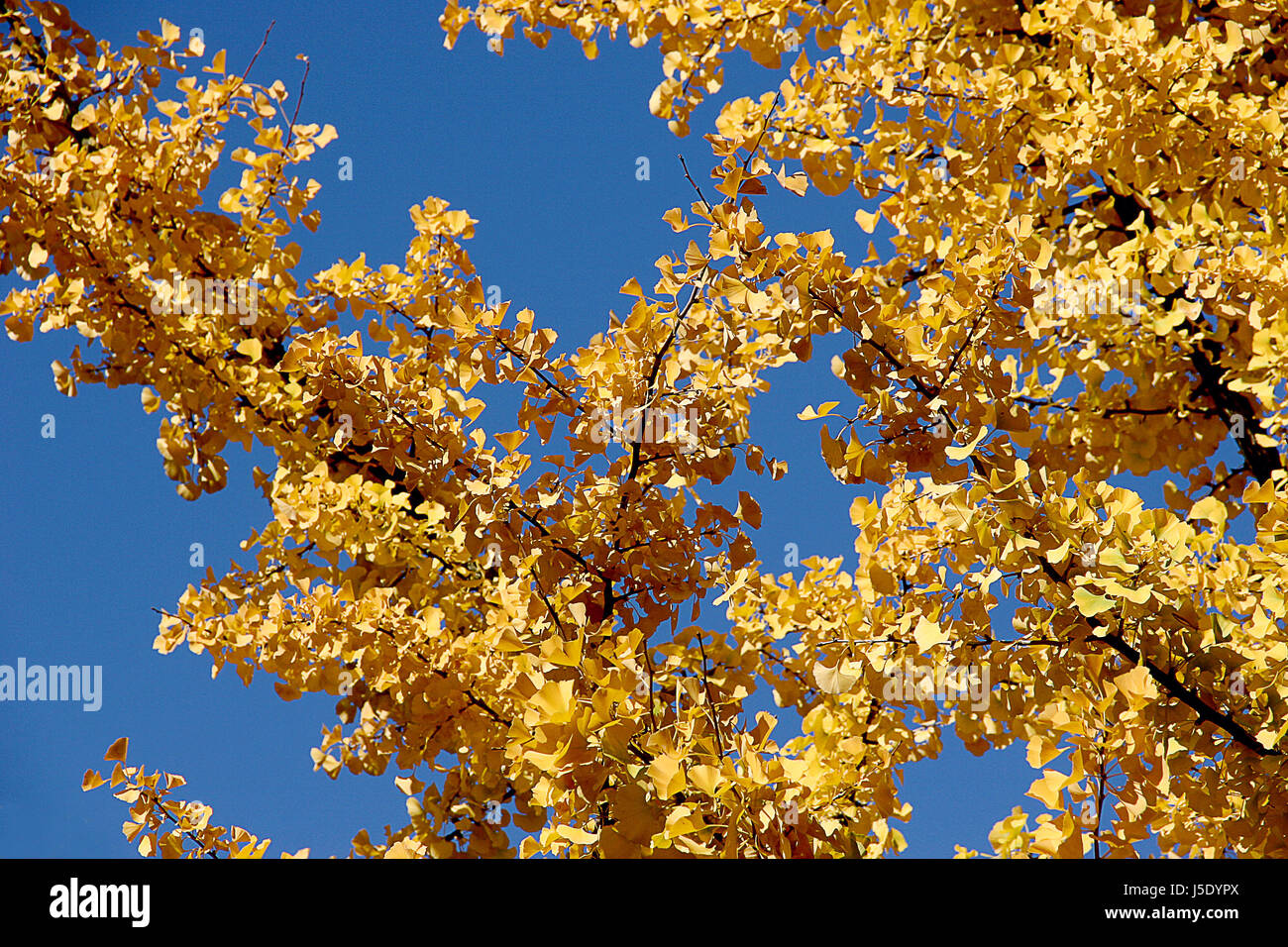 ginkgo in fall Stock Photo - Alamy