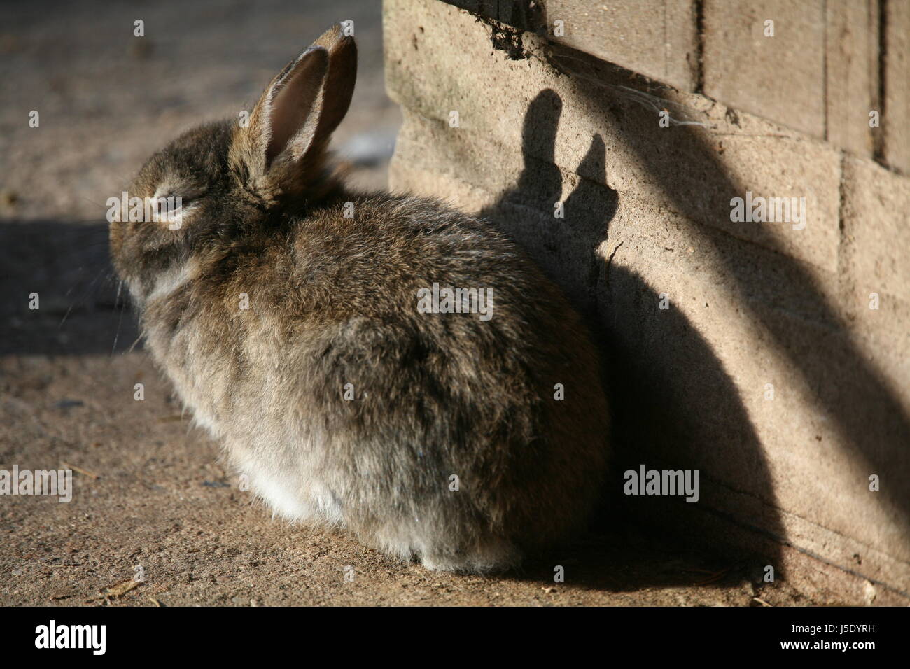 Rabbit sunbathing hi-res stock photography and images - Alamy