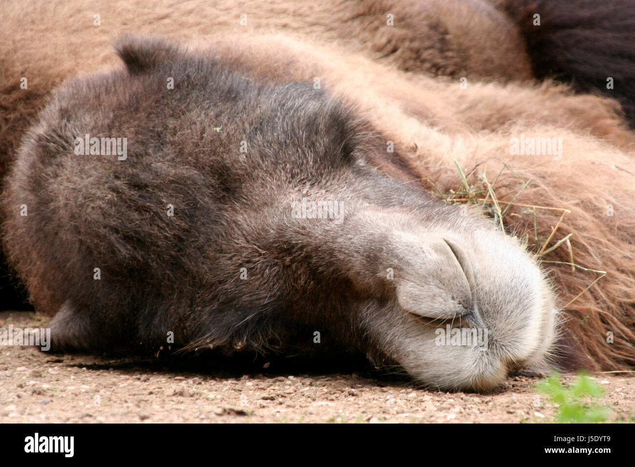 Camel sleeping hi-res stock photography and images - Alamy