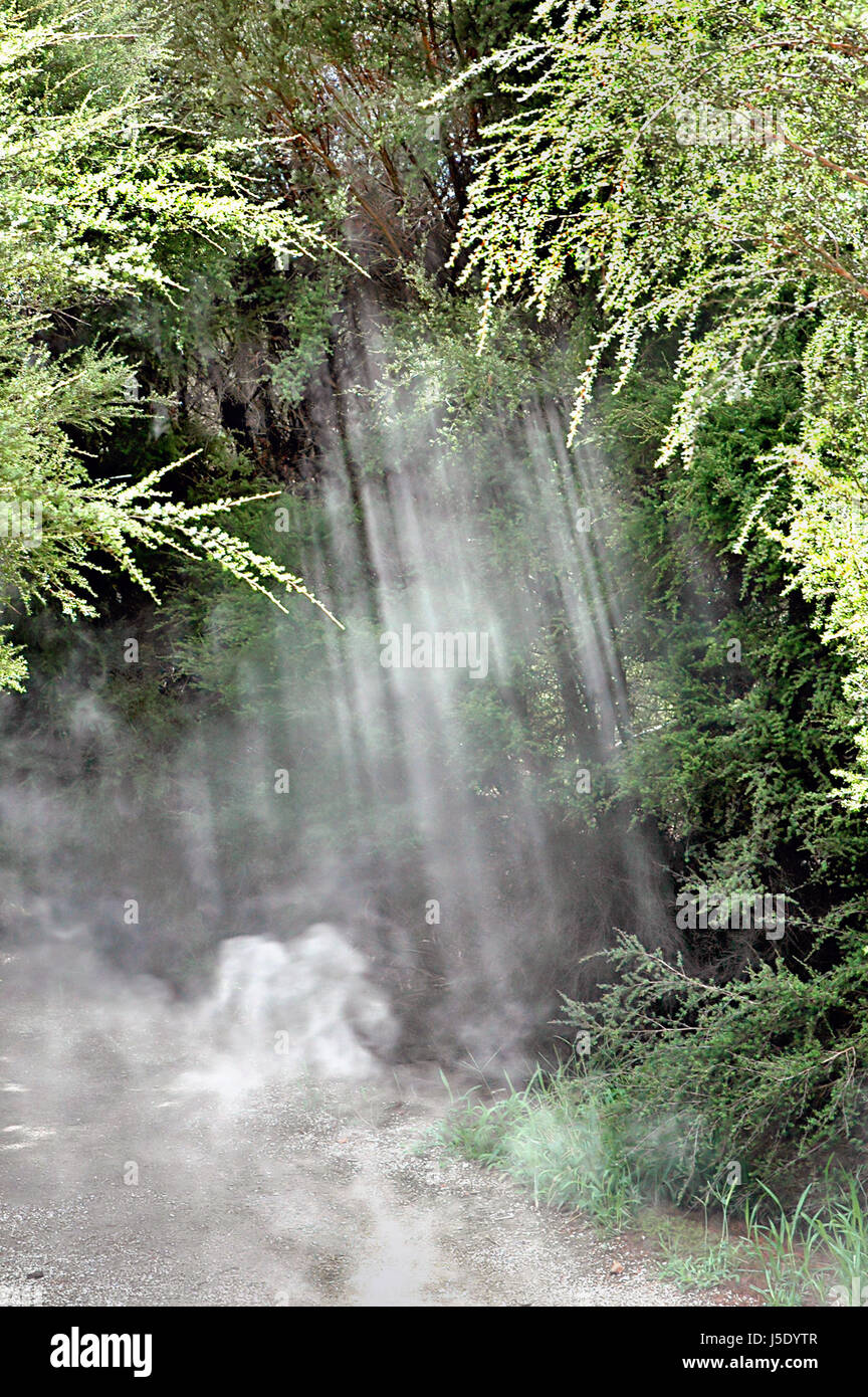 Misted forest hi-res stock photography and images - Alamy