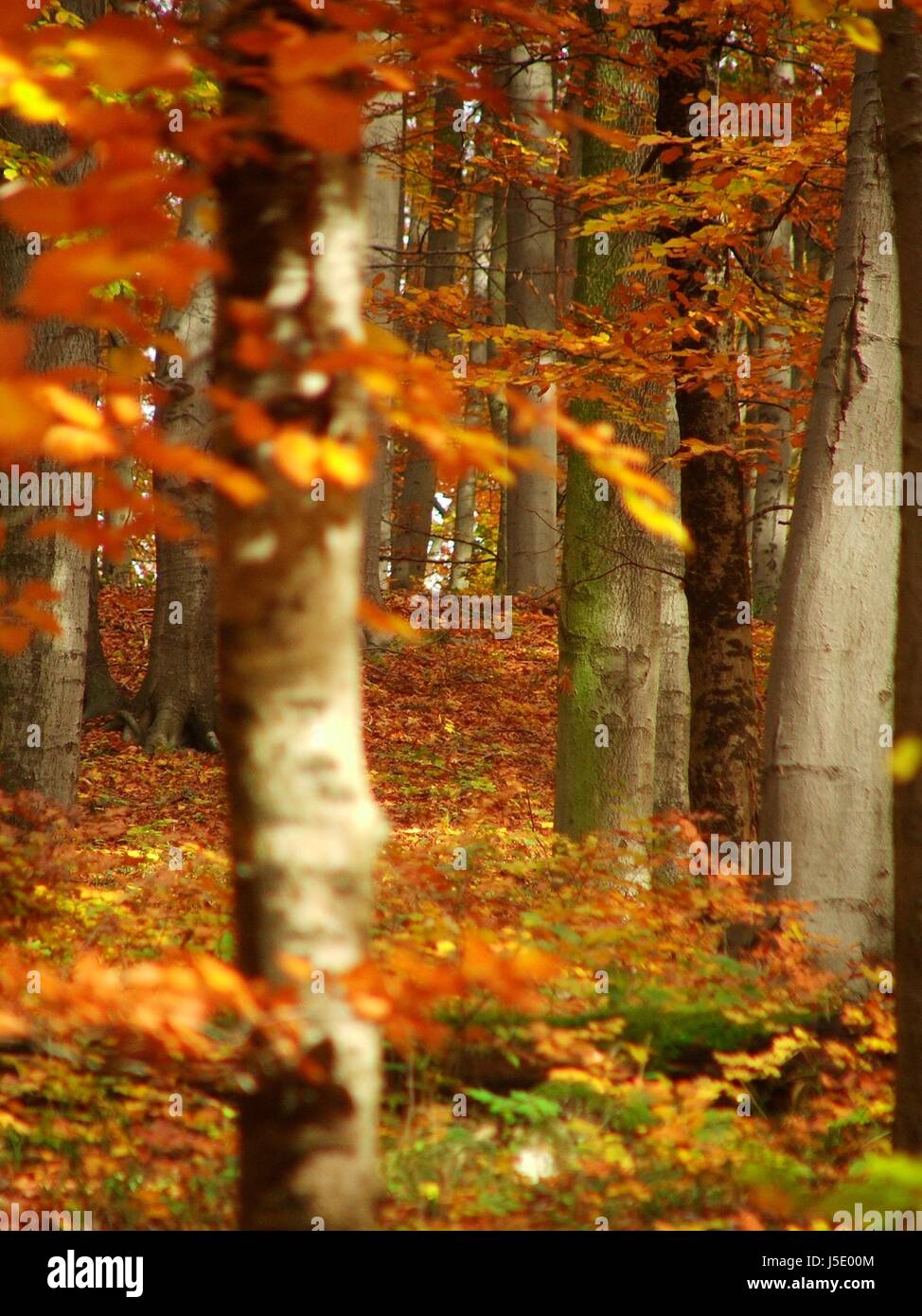 leaf tree trees park leaves coloured colourful gorgeous multifarious ...