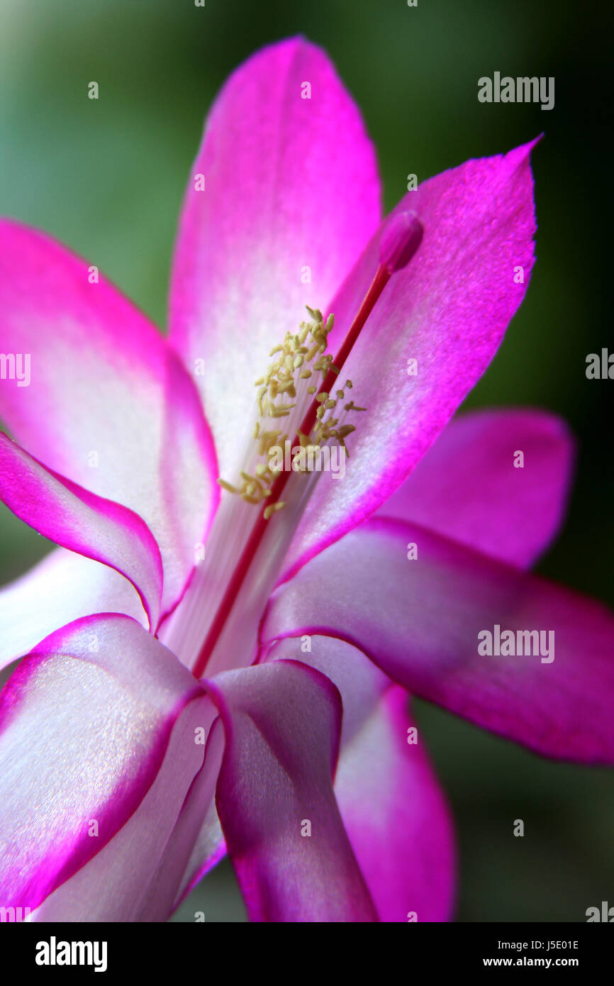 missed the date Stock Photo - Alamy