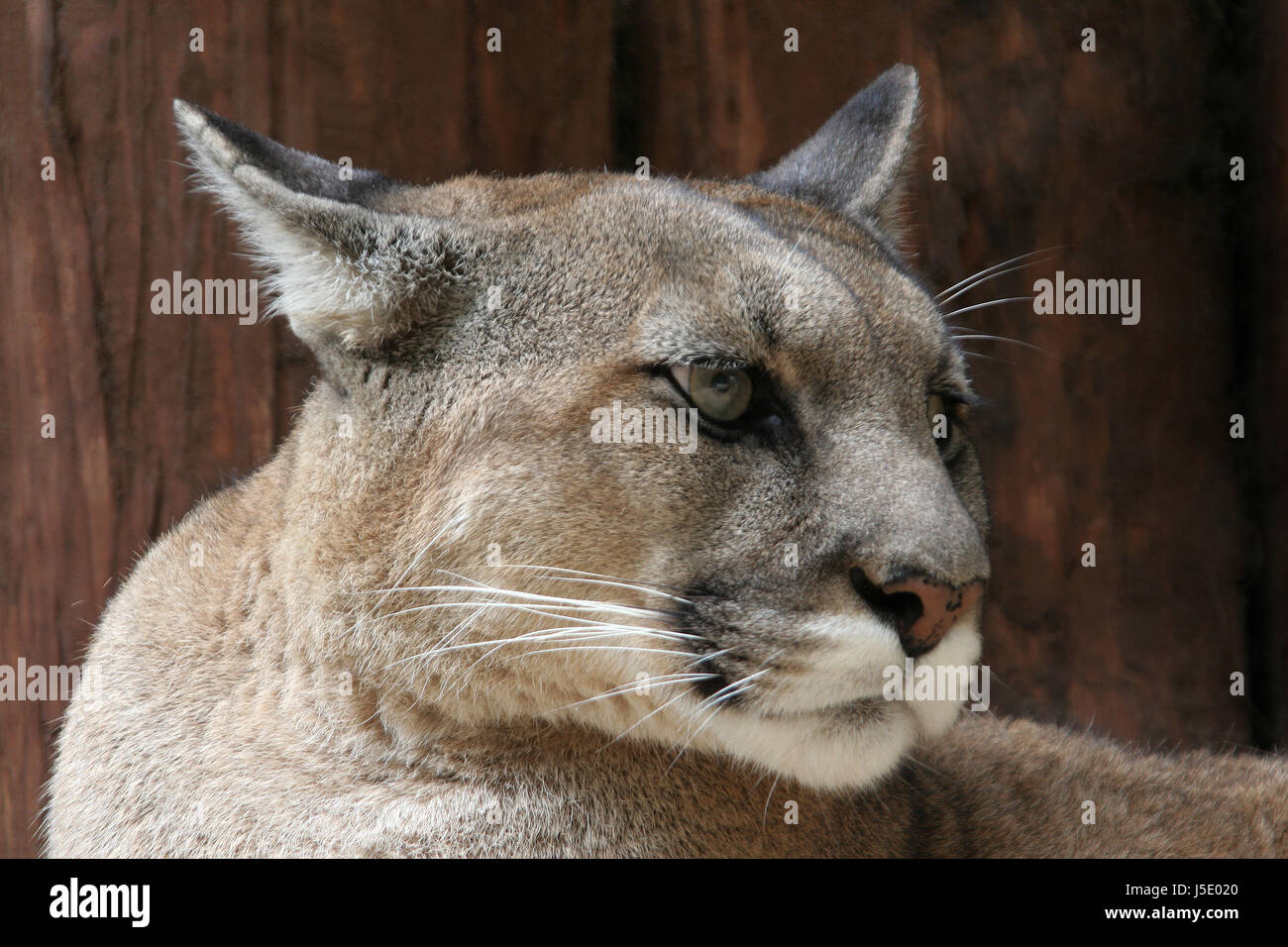 brown brownish brunette wild big cat feline predator look glancing see ...