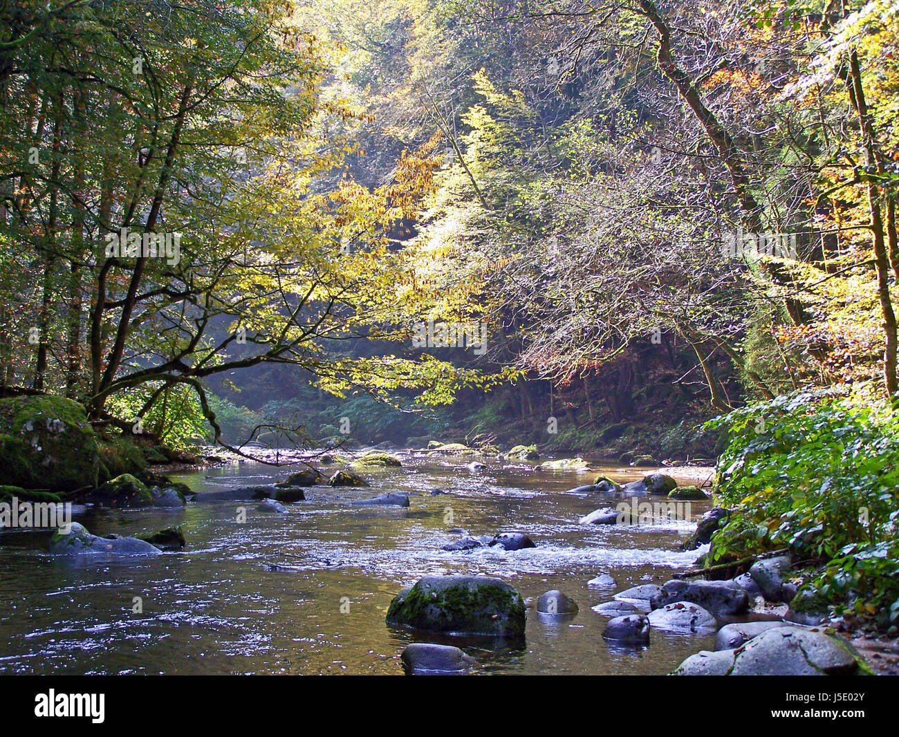 tree trees rock ravine recuperation colour alone lonely colors colours ...
