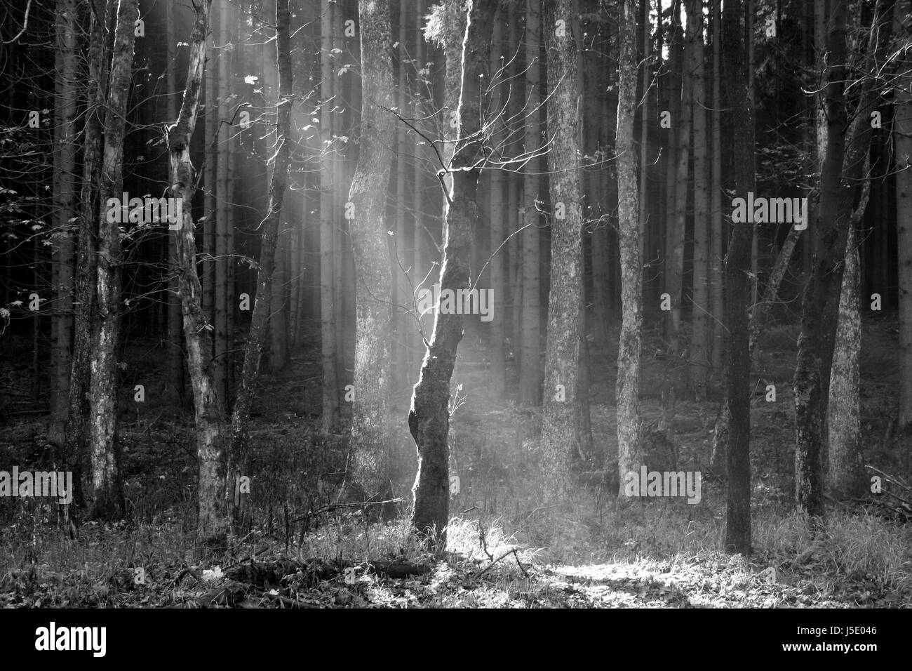 shine shines bright lucent light serene luminous tree trees ...