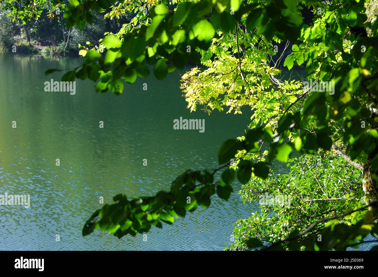 leaf environment enviroment tree trees plant leaves conservation of ...