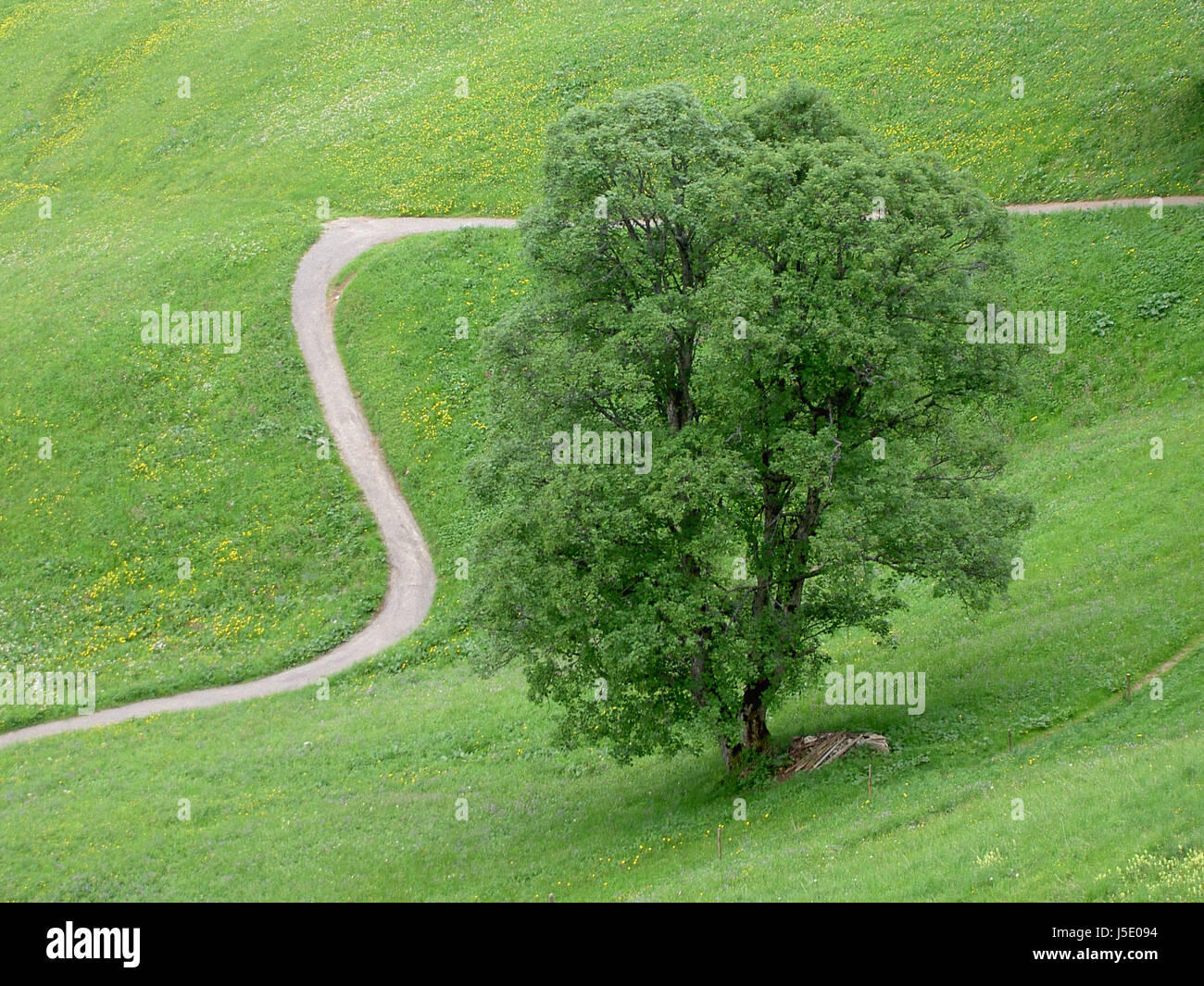 aerial perspective tree green deciduous tree alp bridge valley ...