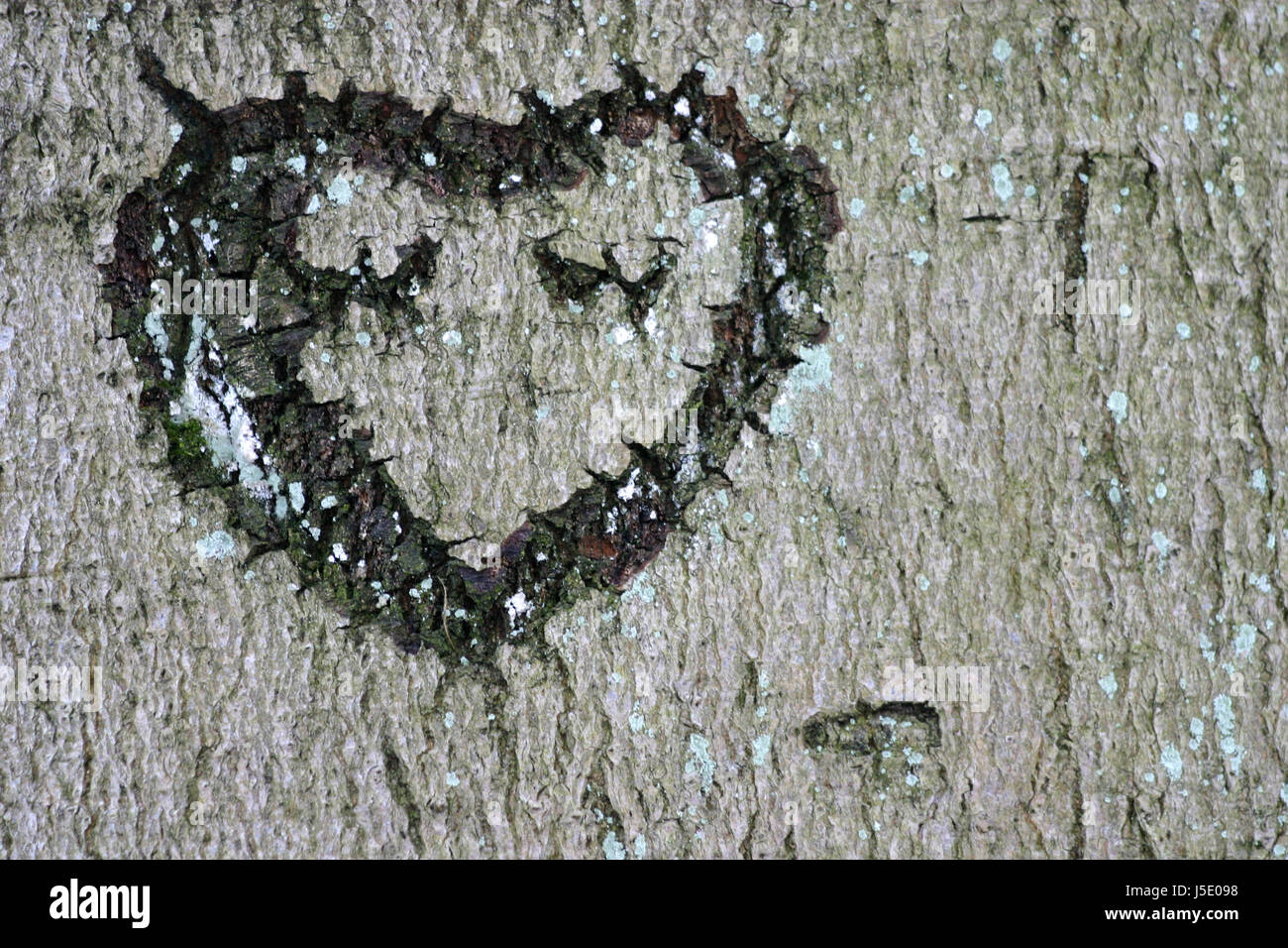 tree trees bark carving carve embassies love in love fell in love heart ...