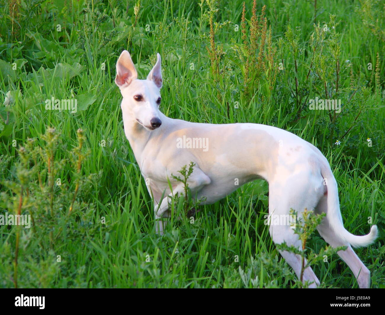 wait waiting dog hunt lurk greyhound hound hunting chase nature whippet ...