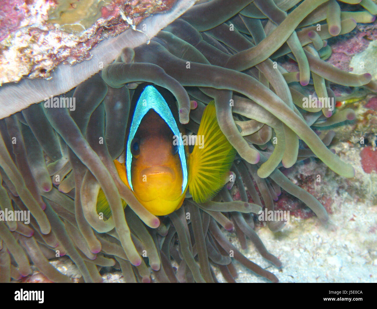 clownfish at home Stock Photo - Alamy