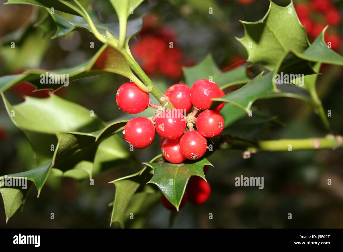 ilex in autumn Stock Photo - Alamy
