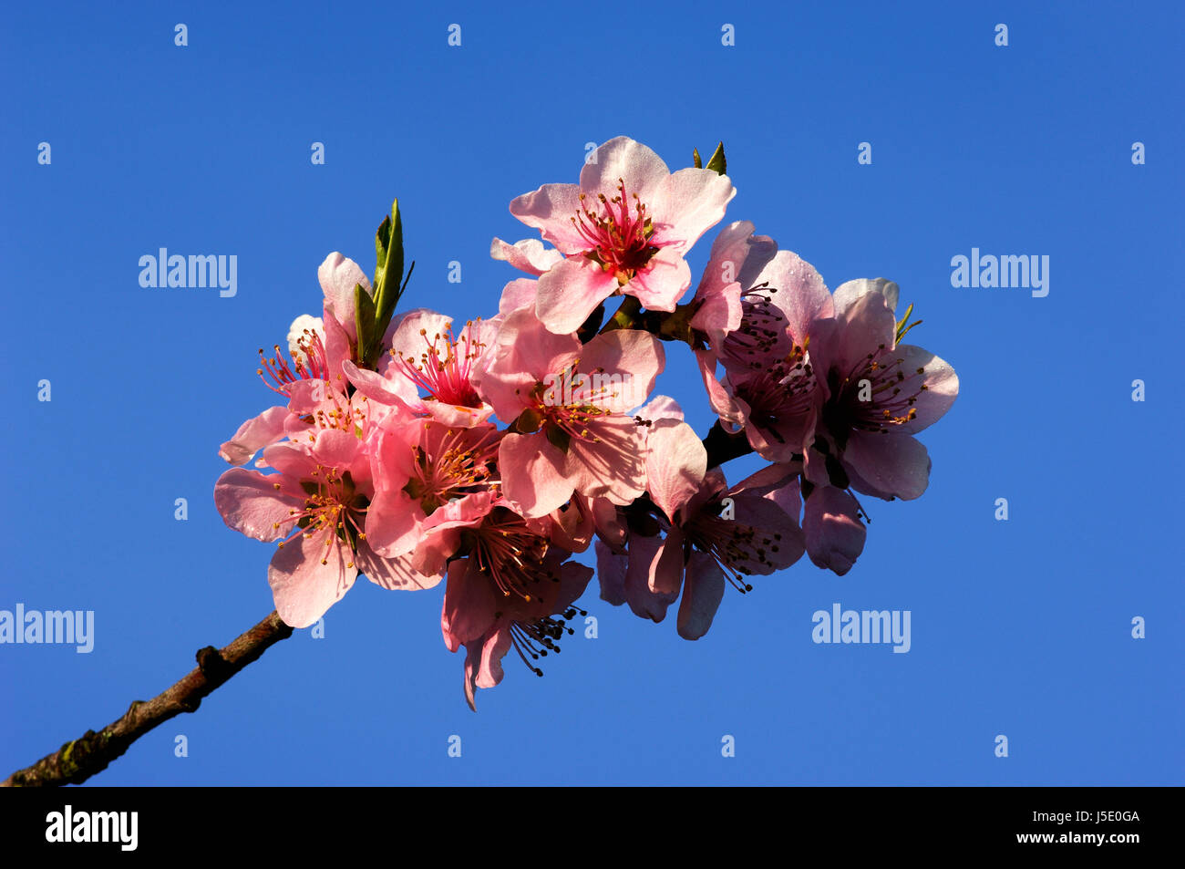 blue tree trees bloom blossom flourish flourishing blossoms spring ...