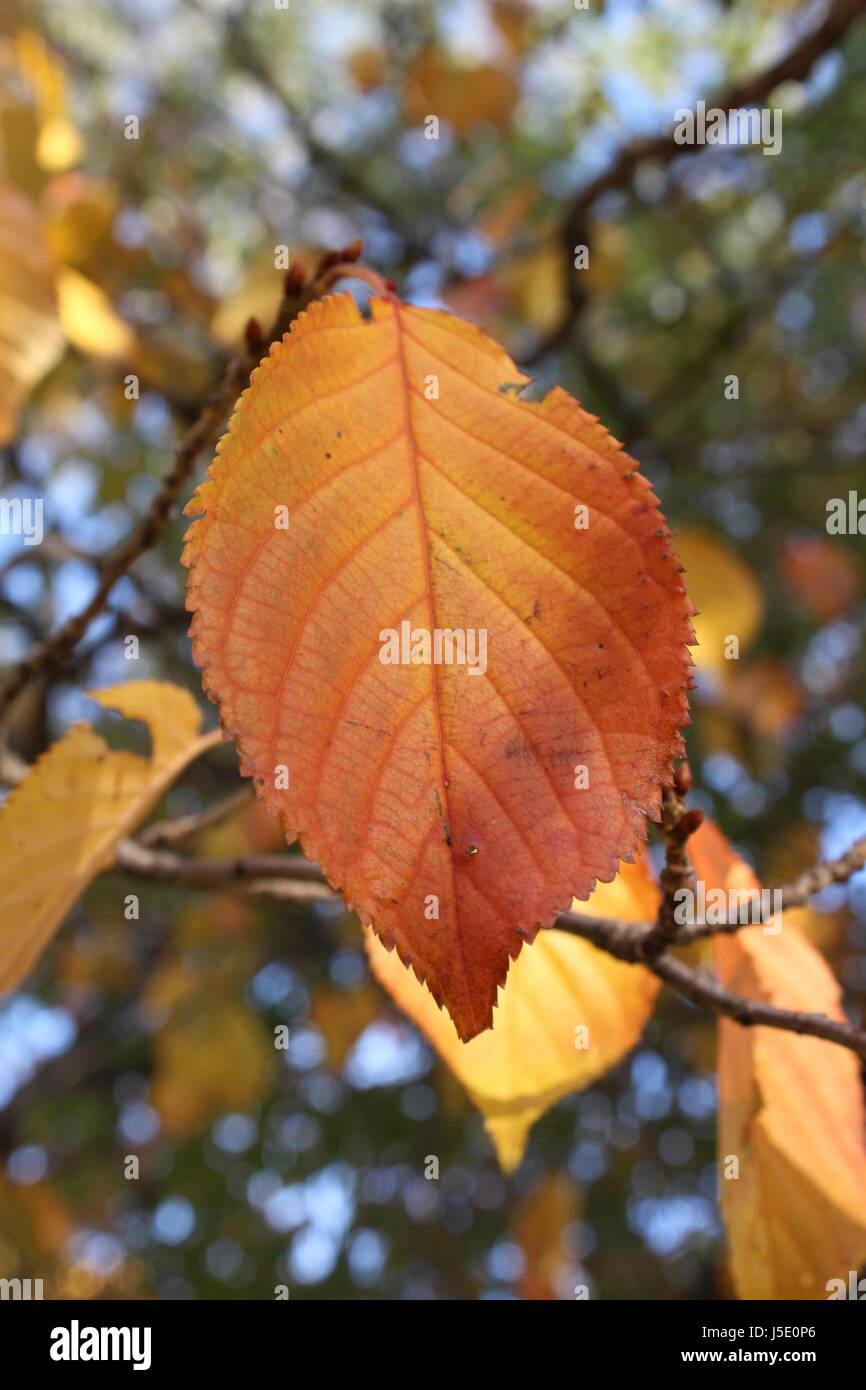 Fall foliage orange color leaf in tree among yellow and green leaves ...