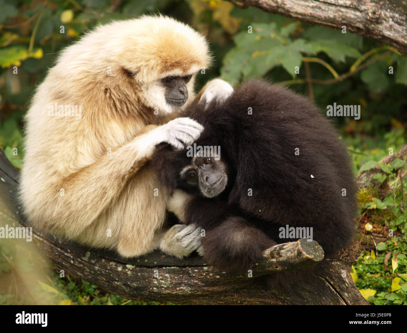 hand friendship finger face monkey fur look glancing see view looking ...