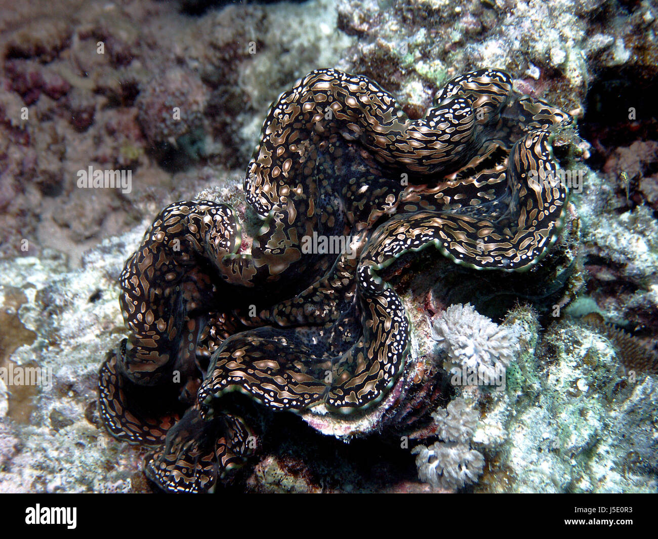 the giant clam Stock Photo - Alamy