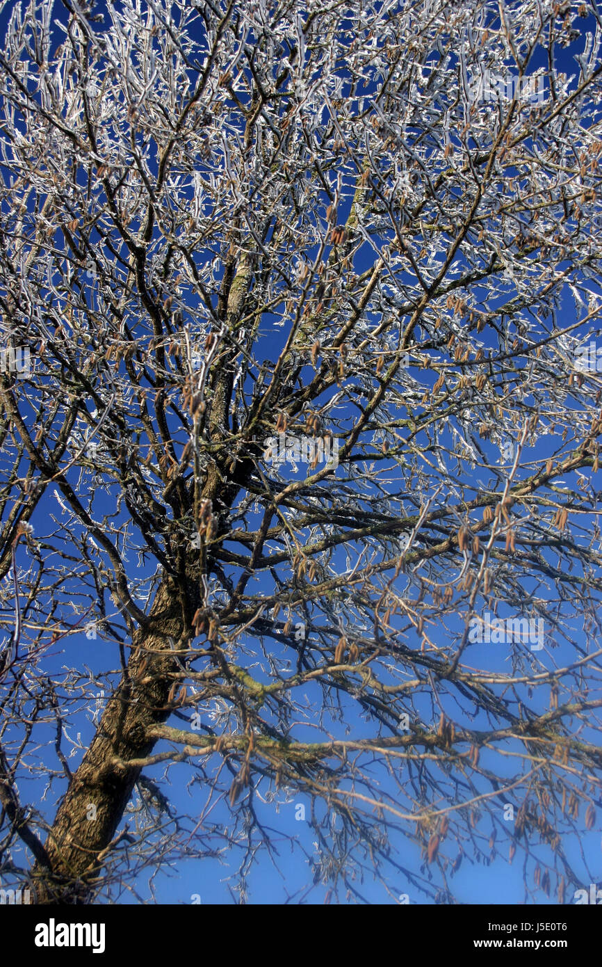 tree with hoarfrost Stock Photo - Alamy