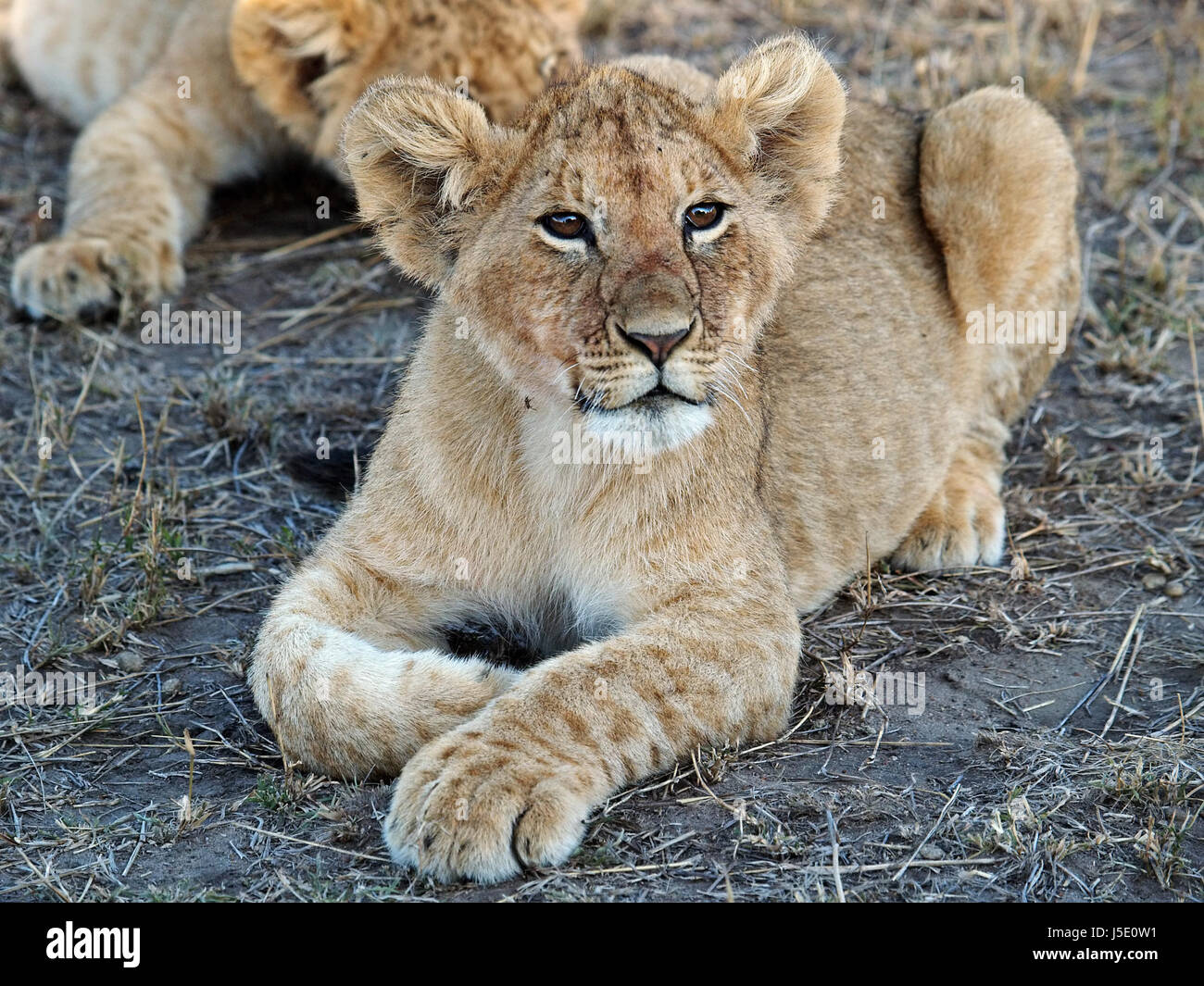 mouth wild africa kenya savannah lion cat big cat feline predator eyes ...