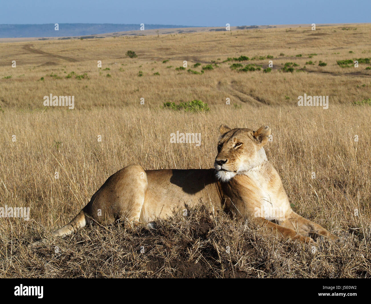 everything under control Stock Photo - Alamy