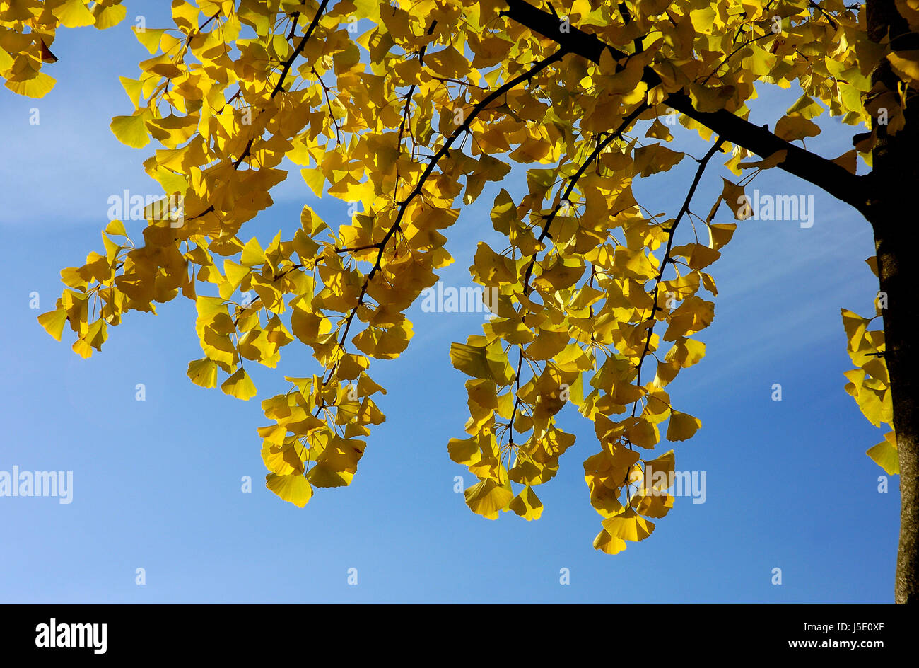 golden gingko 1 Stock Photo - Alamy