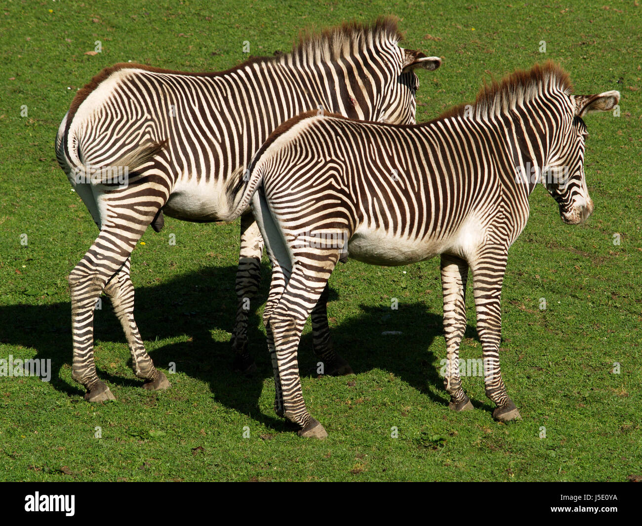 horse animal zebra animal world geometry particularly design shaping ...