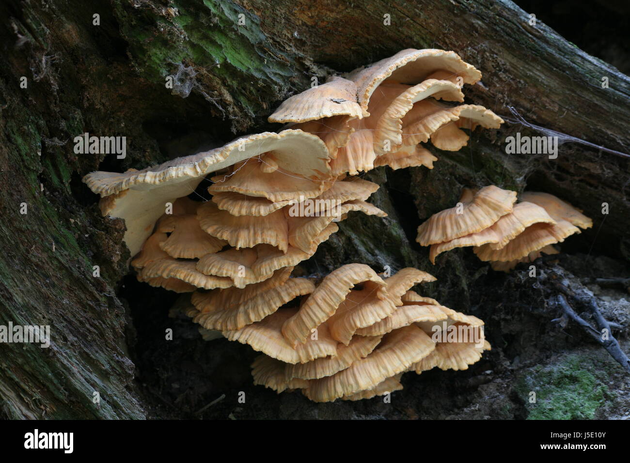 tree trunk mushroom fungus varmint brand mildew forest yellow ...