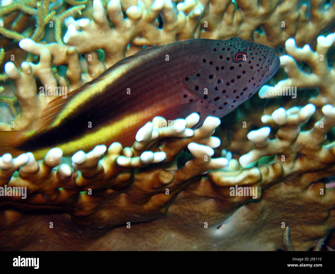 Harsh fish underwater fish pisces hi-res stock photography and images ...