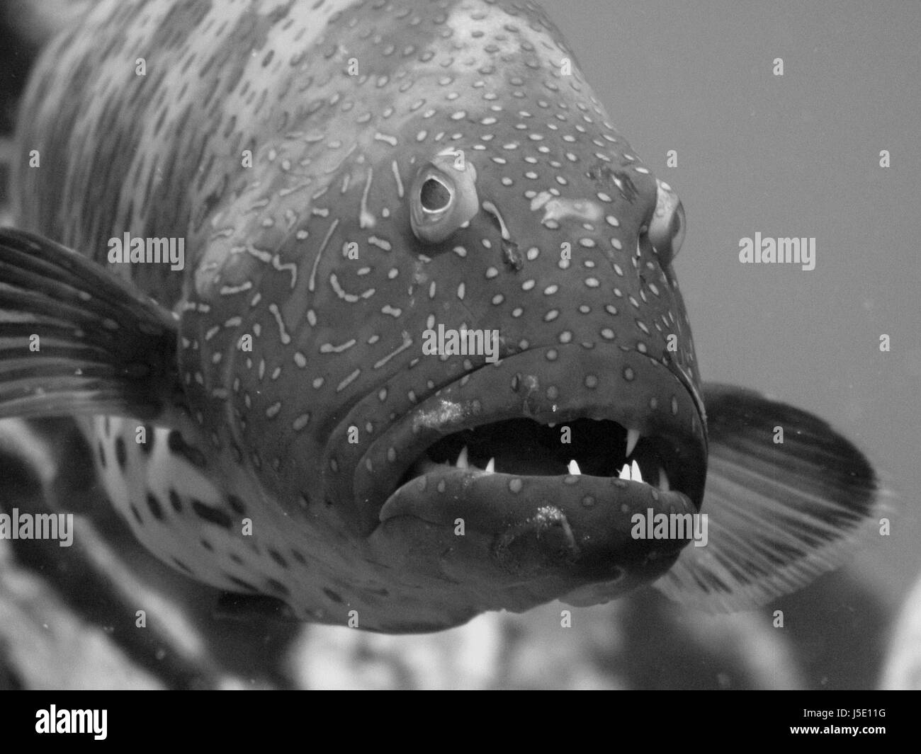 holiday vacation holidays vacations animal hunger animals fish beach ...