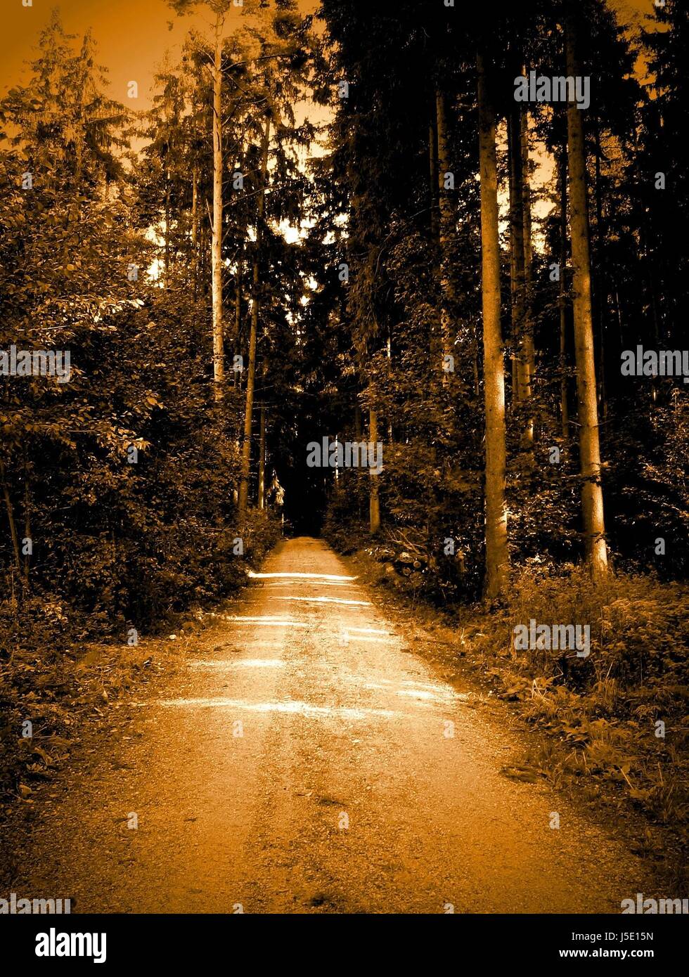 tree trees leaves branches branch walk idyll path way scenery ...