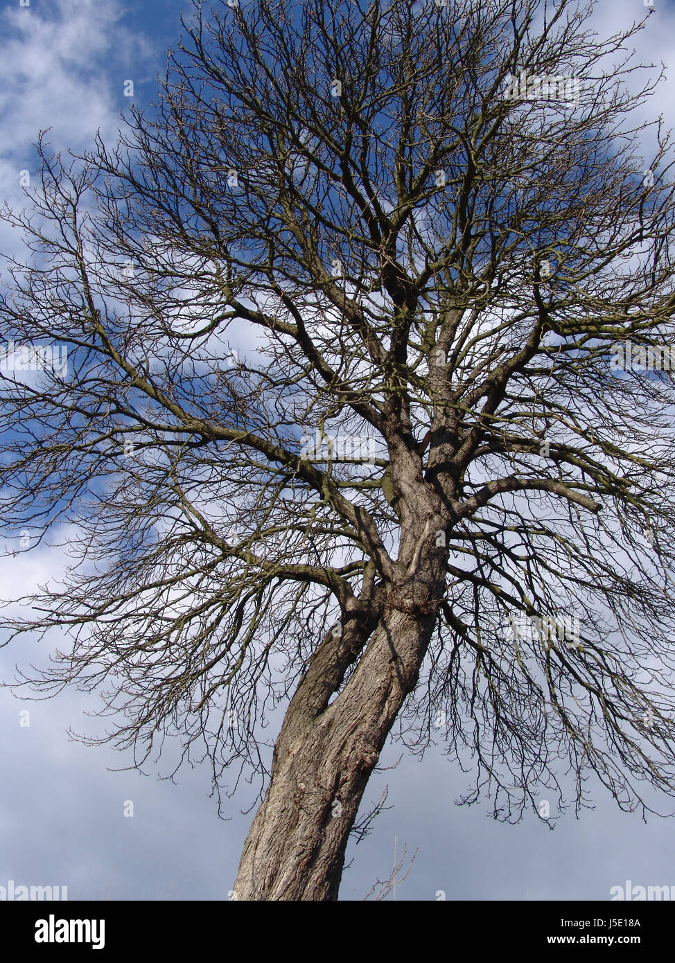 Diagonal Branches High Resolution Stock Photography and Images - Alamy