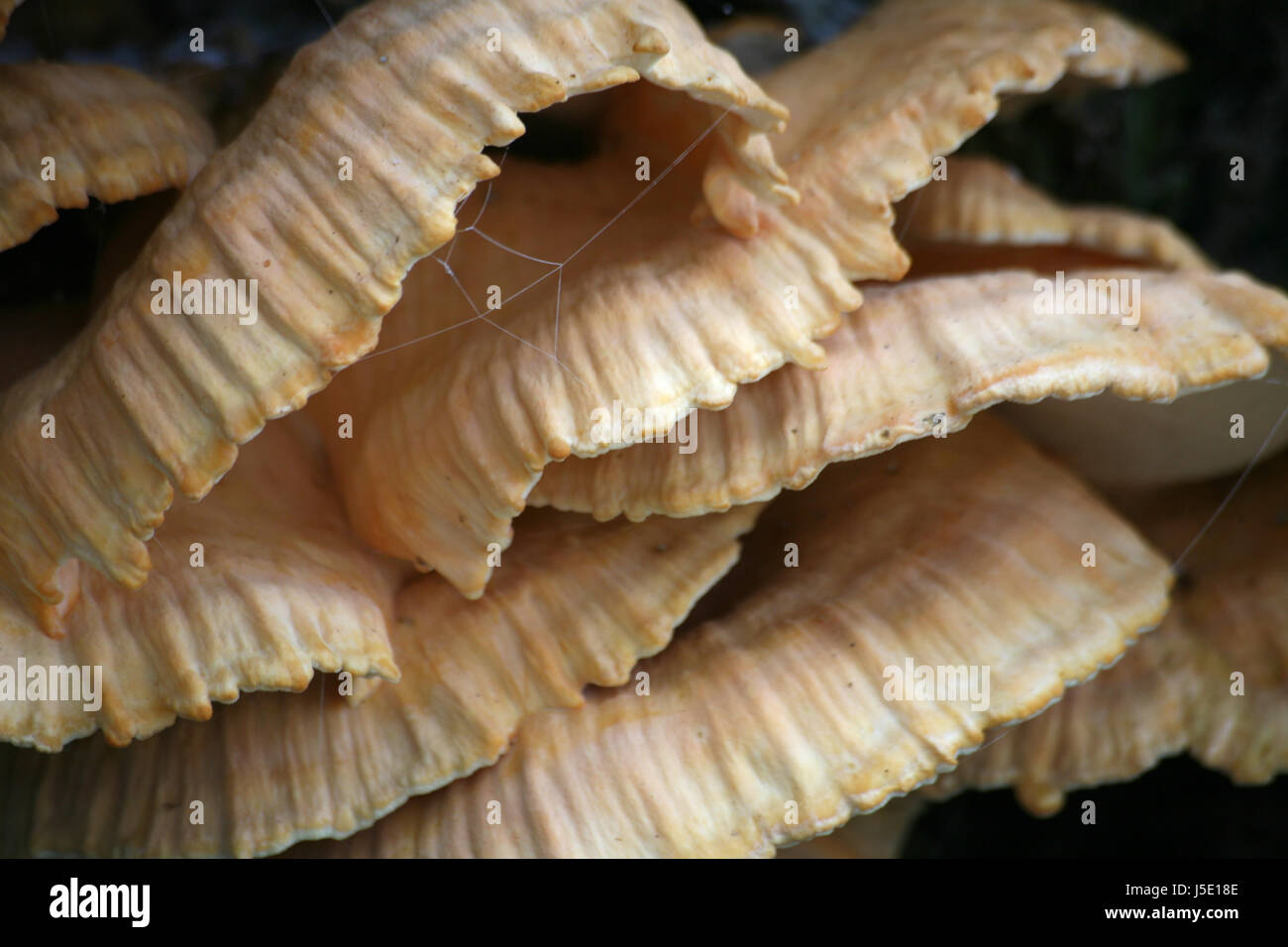 tree trunk mushroom fungus varmint brand mildew forest yellow ...