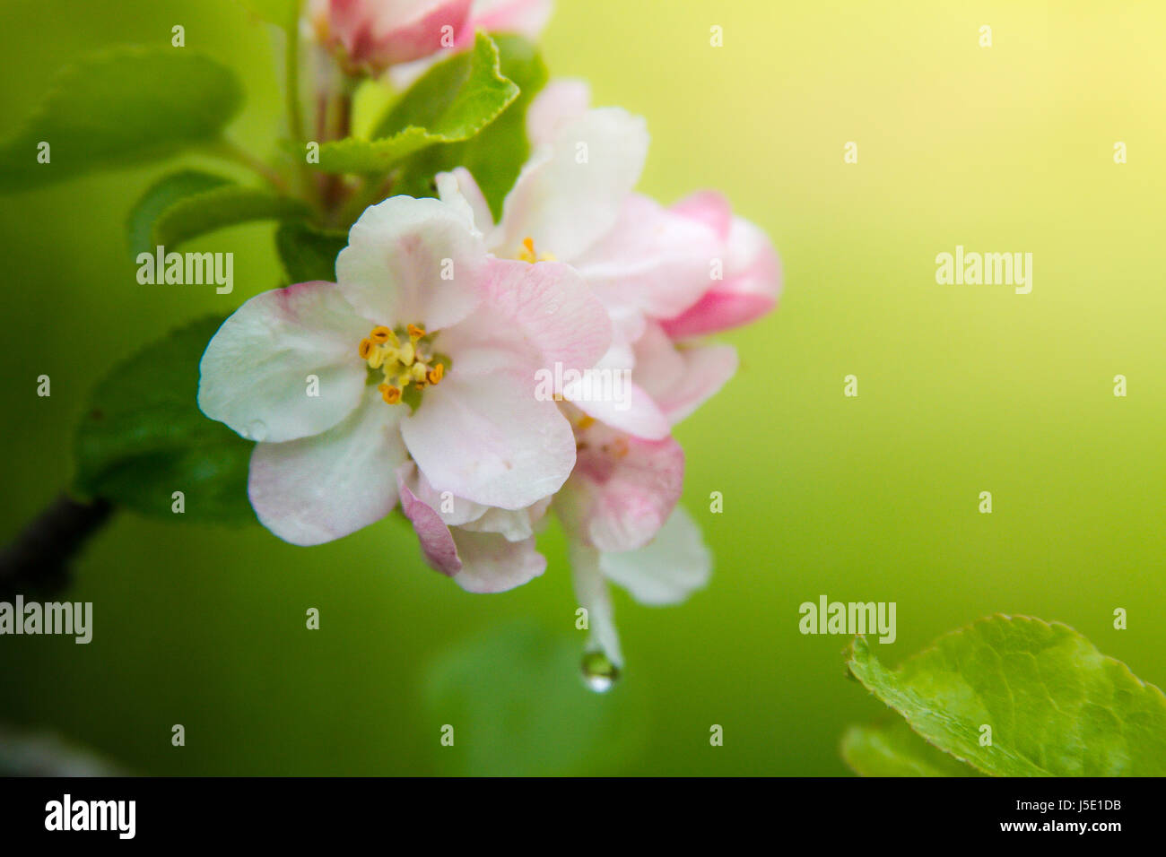 Apple blossoms after a rainfall during springtime in upstate New York ...