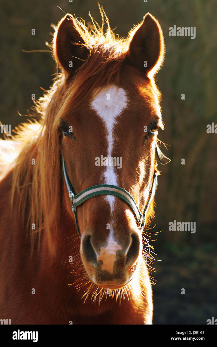 ride horse pet mammal portrait eyes horses faithful stallion mare ...