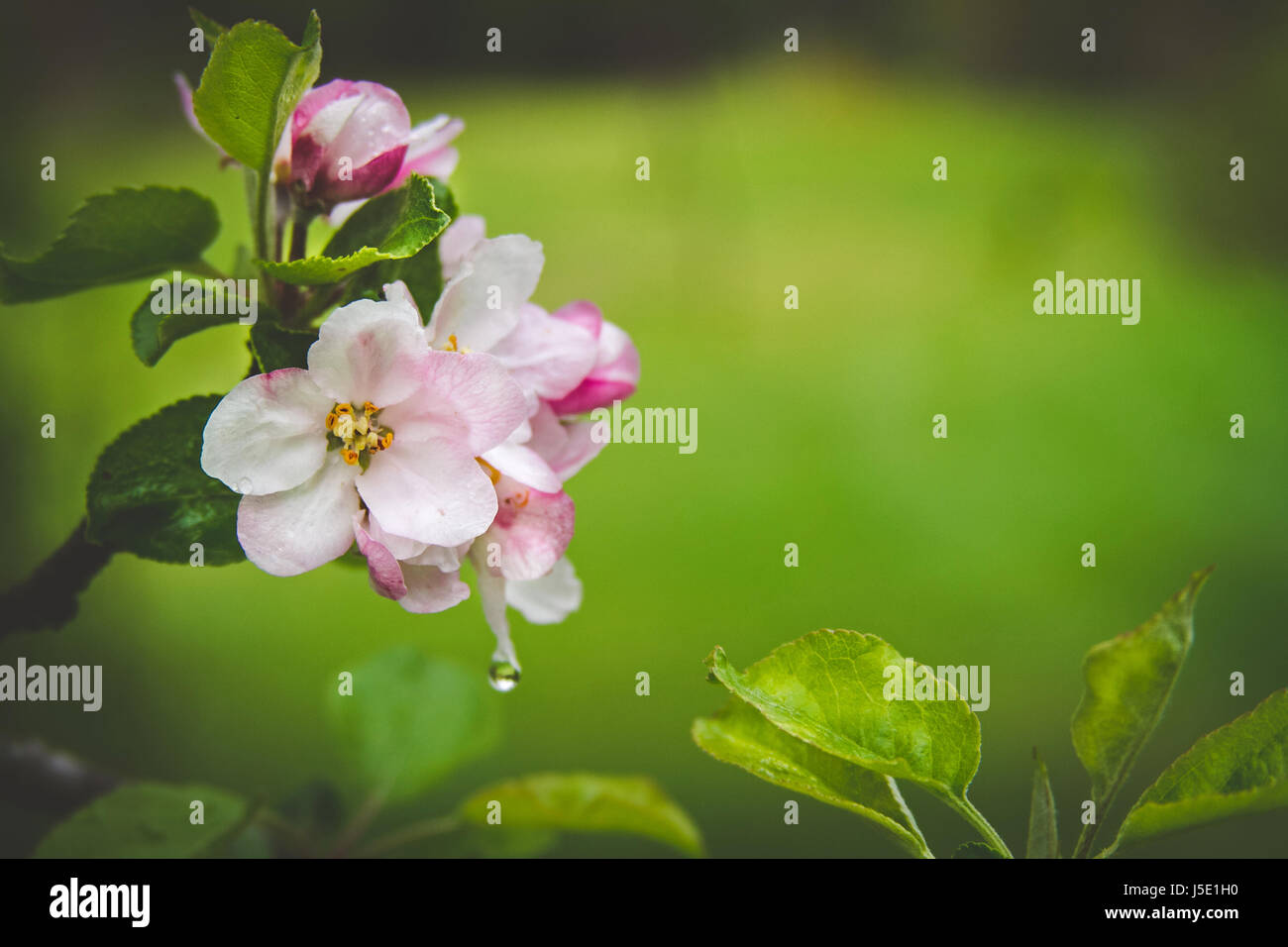 Apple blossoms after a rainfall during springtime in upstate New York ...