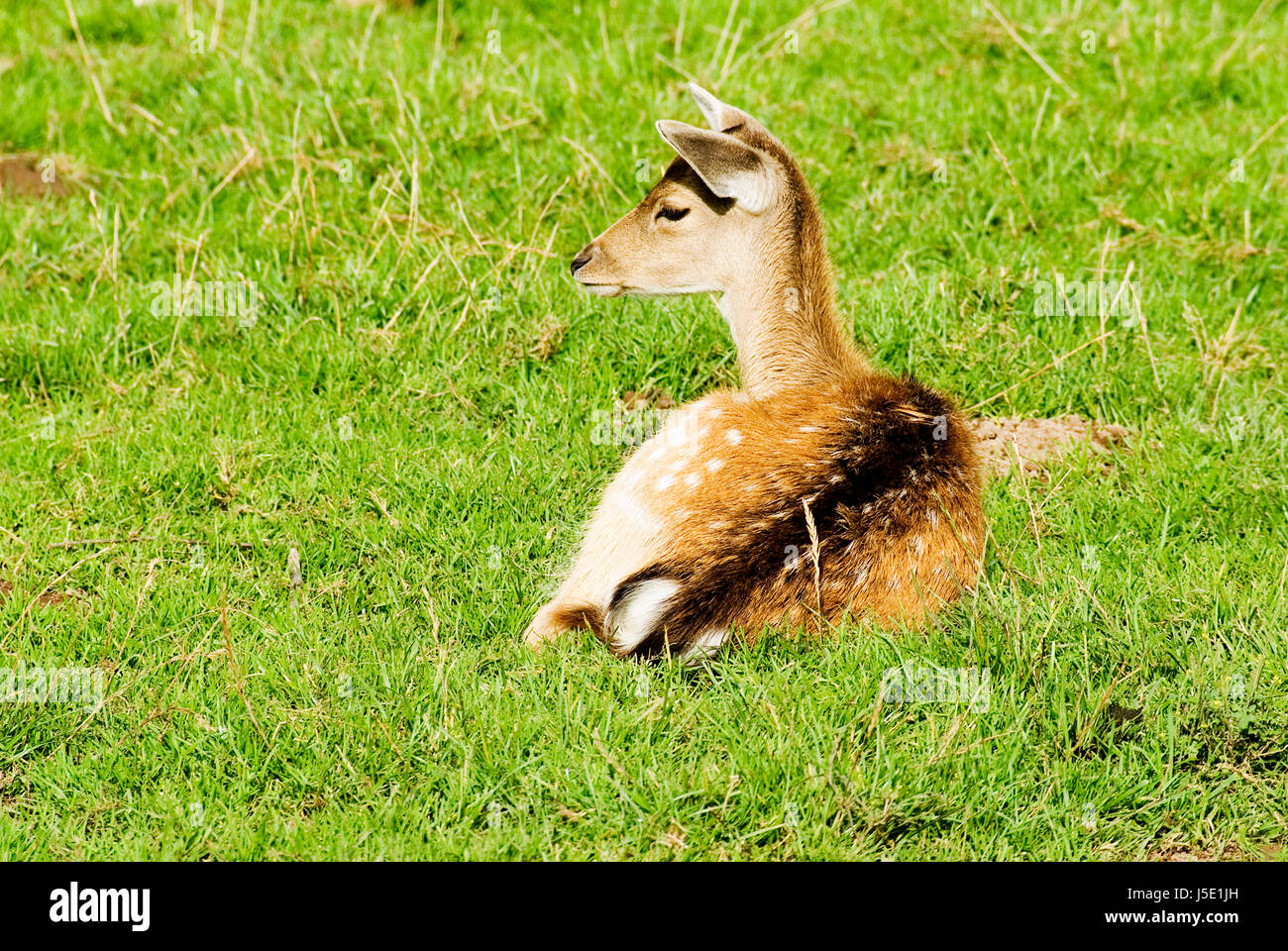 lie lying lies small tiny little short deer put sitting sit facilitate ...