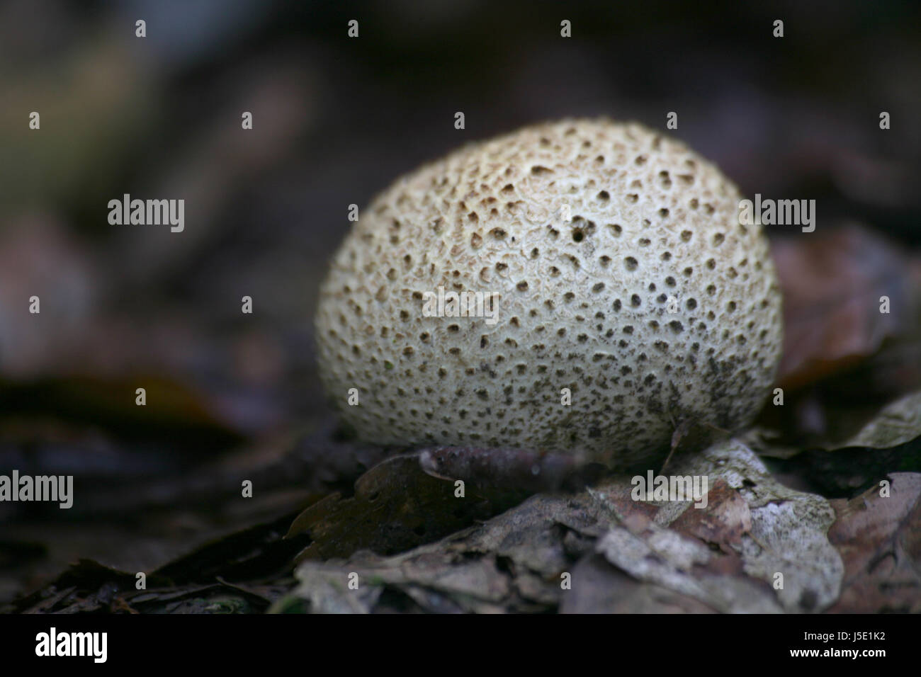 tuber mushroom fungus autumn foliage toadstool bulbous forest leaves ...