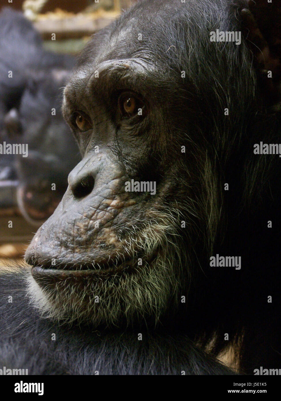 Chimpanzee Face Profile