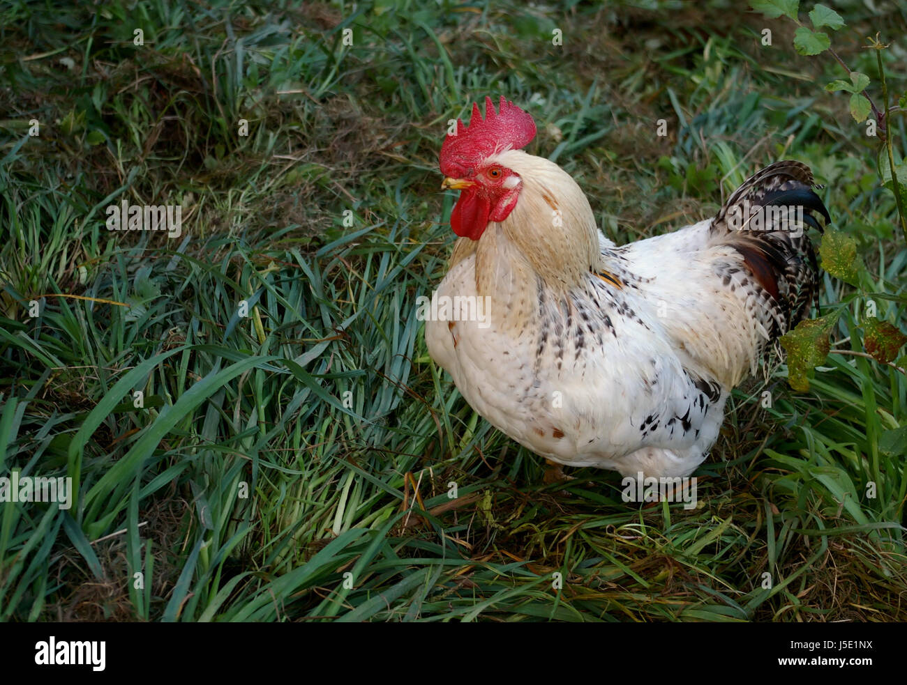 bird animals agriculture farming pets birds poultry bird flu egg farm ...