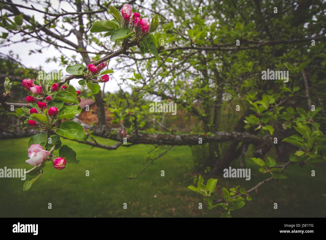 Apple blossoms after a rainfall during springtime in upstate New York ...
