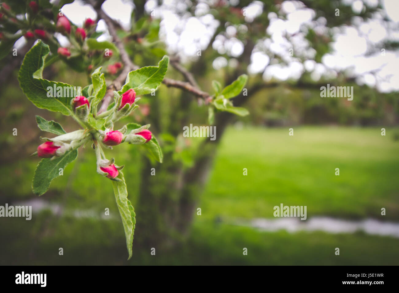 Apple blossoms after a rainfall during springtime in upstate New York ...