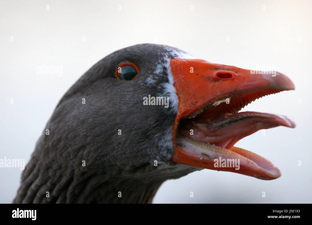 Hissing birds hi-res stock photography and images - Alamy
