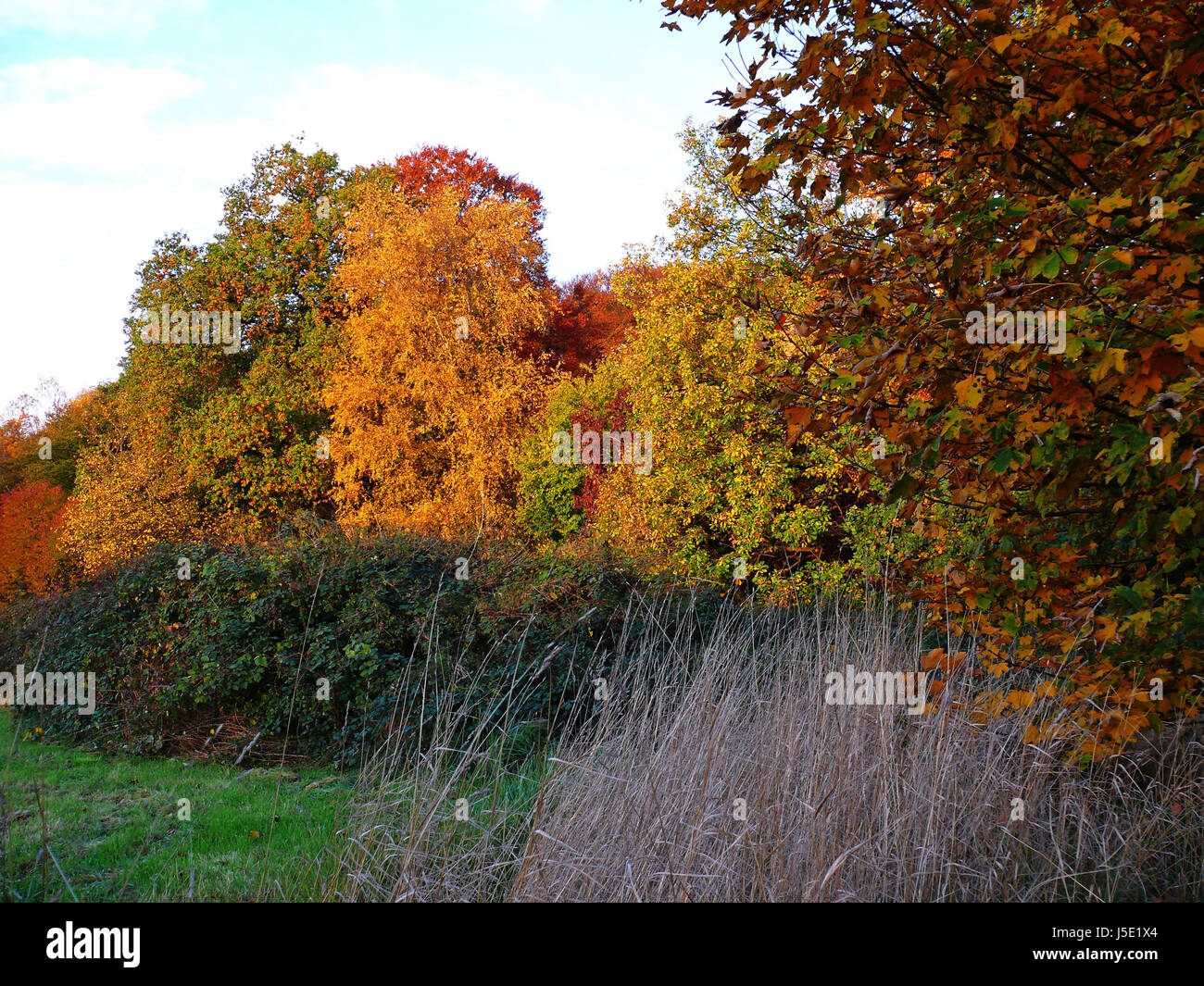 autumn color spectrum Stock Photo - Alamy