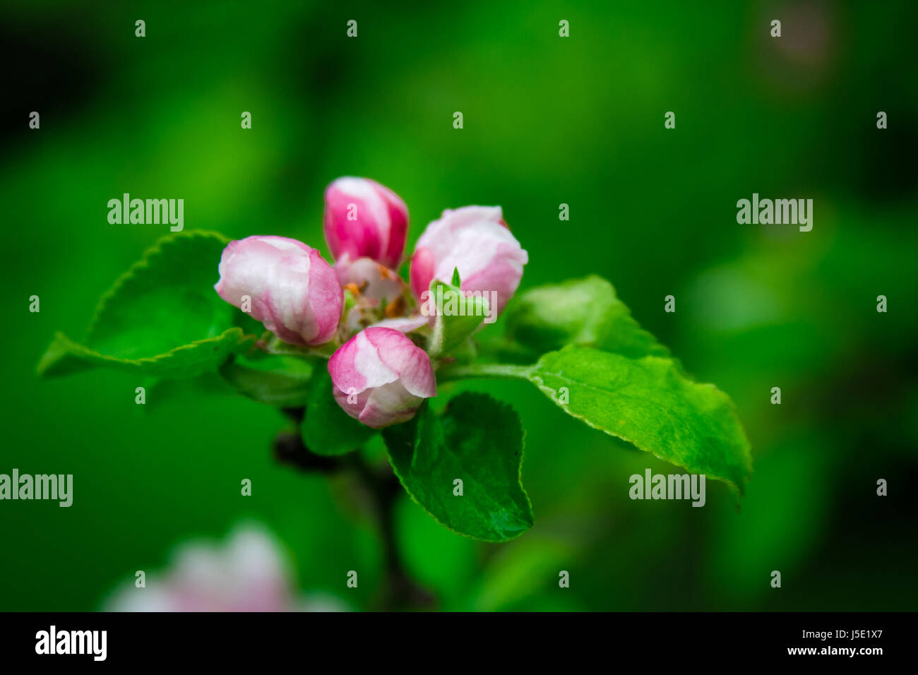 Apple blossoms after a rainfall during springtime in upstate New York ...
