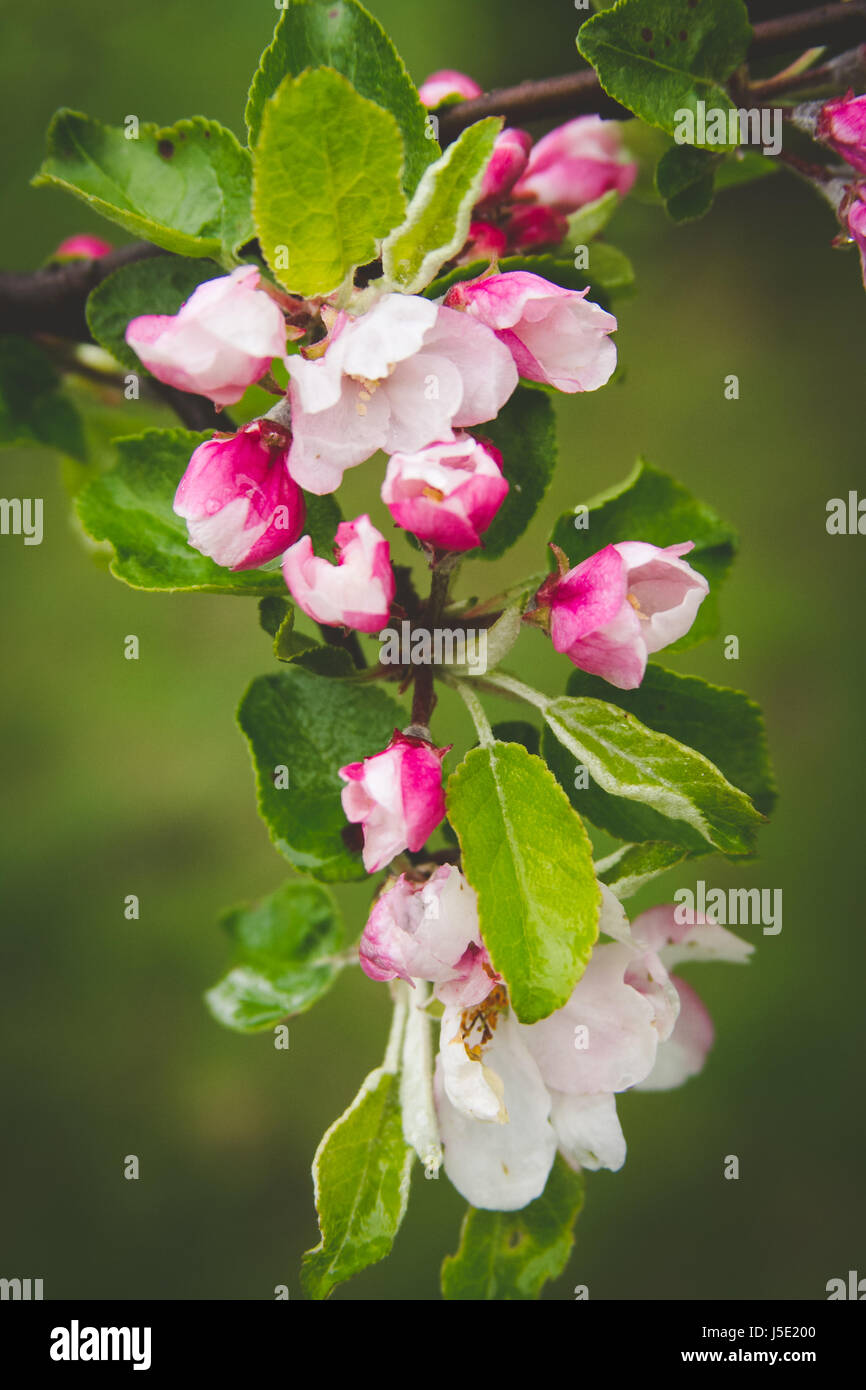 Apple blossoms after a rainfall during springtime in upstate New York ...