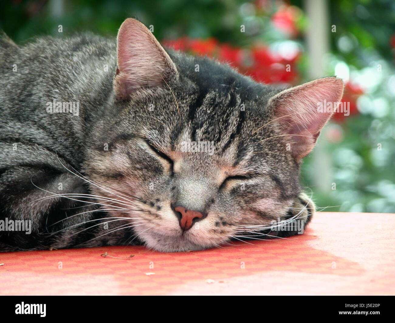 Take a rest at balcony hi-res stock photography and images - Alamy