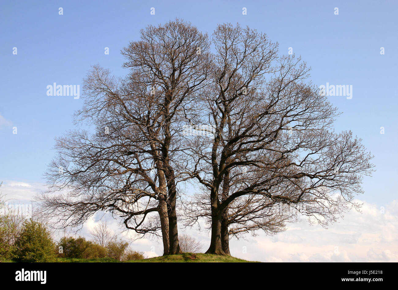 Alte eichen hi-res stock photography and images - Alamy