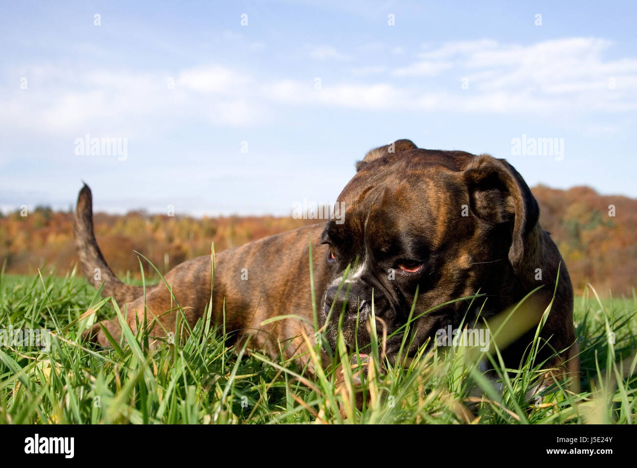 autumn fatigue ii Stock Photo - Alamy