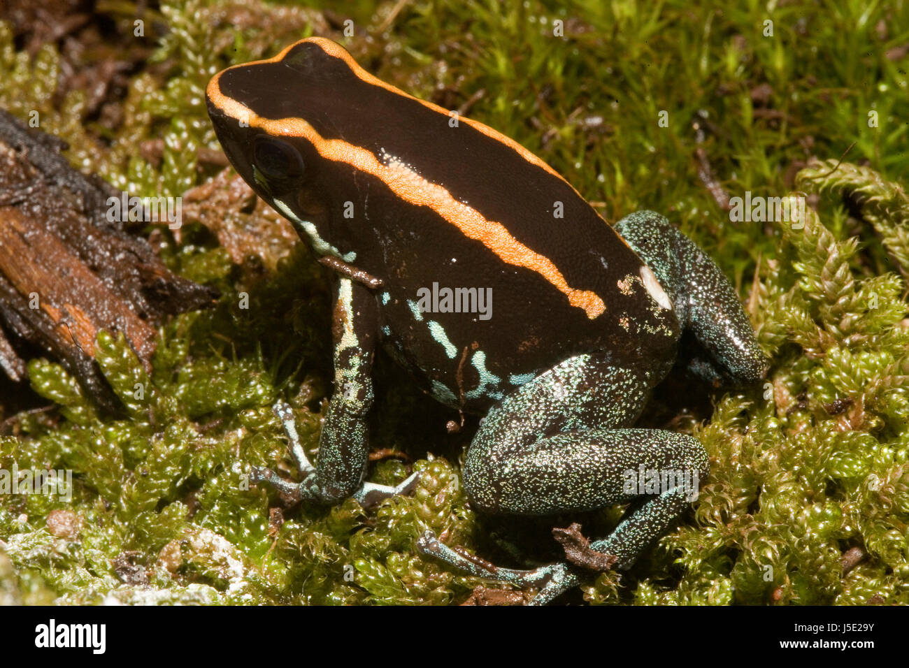 animal amphibian swamp spring bouncing bounces hop skipping frisks ...