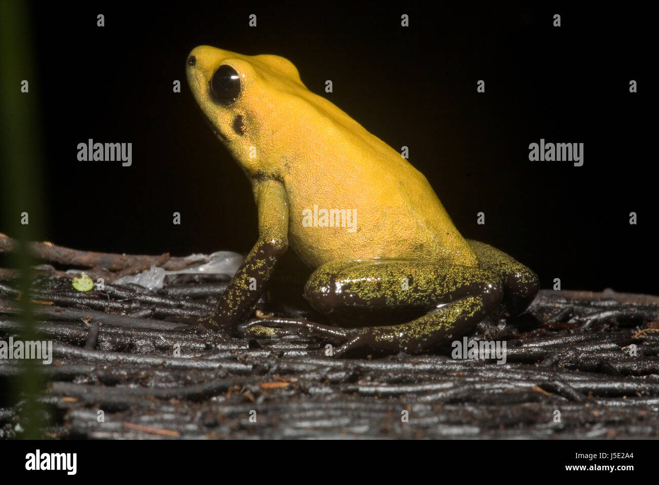 animal amphibian swamp spring bouncing bounces hop skipping frisks ...